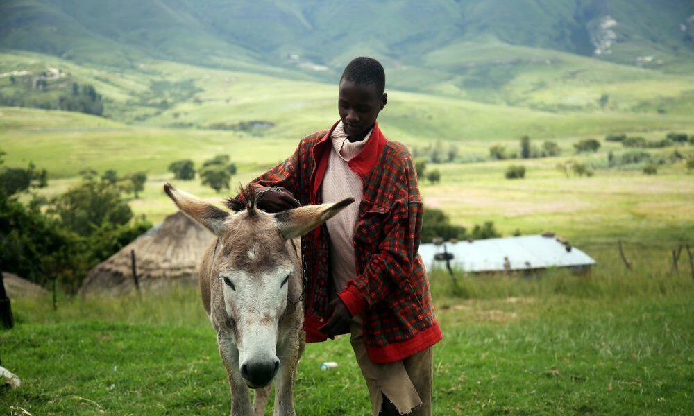 Donkey Skin Trade Ban: African Union Takes Historic Stand