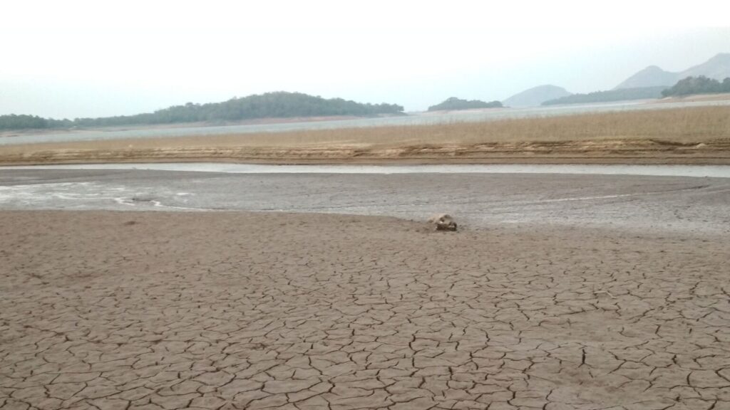 Amazon’s Devastating Drought Linked to Climate Change