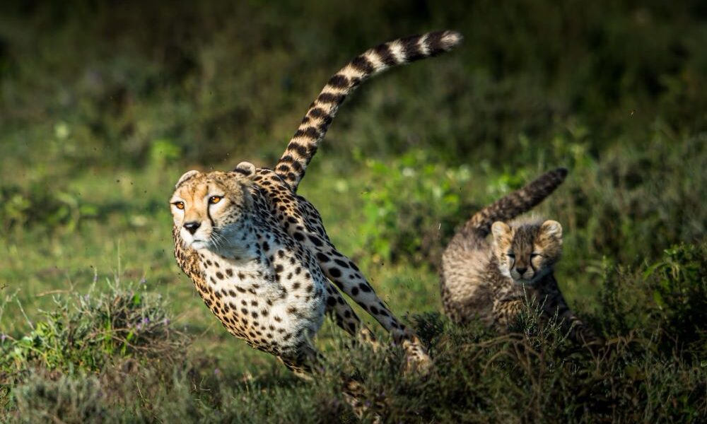 Why Cheetahs Run So Fast: The Physical Sweet Spot
