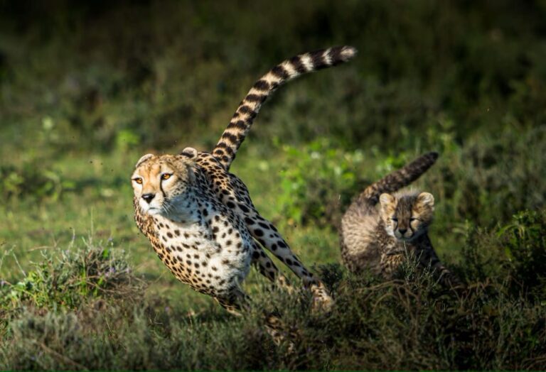 Why Cheetahs Run So Fast: The Physical Sweet Spot