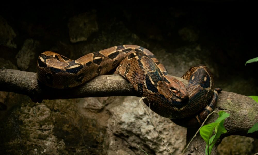 Remains of One of the Largest Snakes Ever Unearthed in India