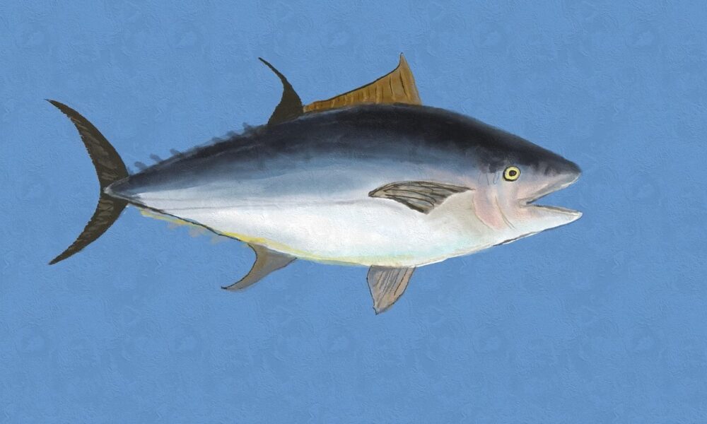 Tuna & Swordfish Dive Deep into Ocean’s Twilight Zone